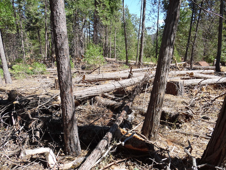 Tree Mortality